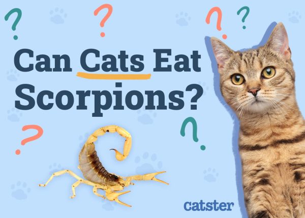 Can Cats Eat Bugs & Insects? Vet-Approved Health & Safety Facts - Catster