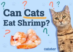 Can Cats Eat Shrimp? Vet-Reviewed Facts & FAQ - Catster