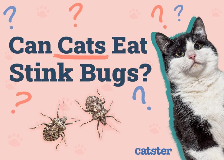 Can Cats Get Pink Eye? Vet Reviewed Facts & FAQ - Catster