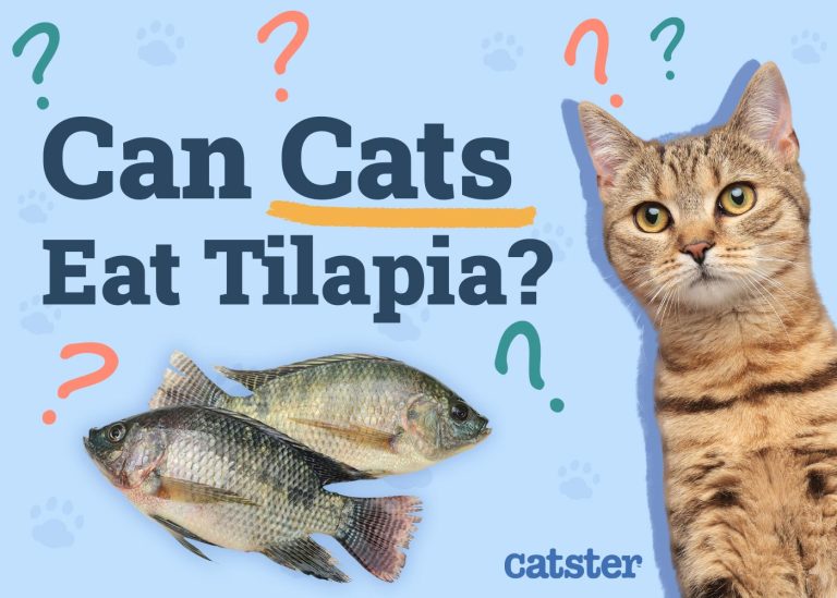 Can Cats Eat Fish Bones? Vet-Reviewed Feeding Facts - Catster