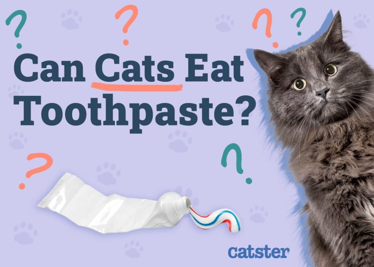 Can Cats Eat Sausage? Vet-Reviewed Nutritional Facts & FAQ - Catster