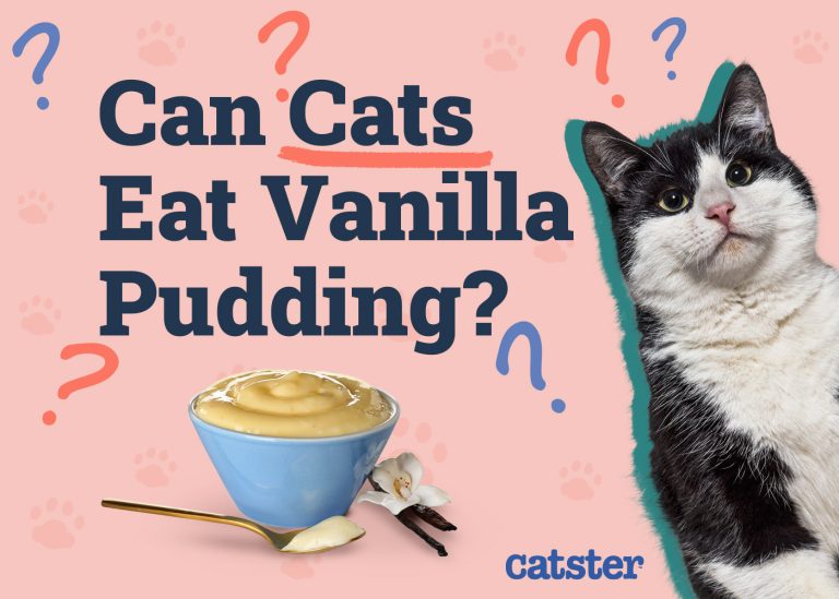 Can Cats Eat Mustard? Vet-Verified Risks & Precautions - Catster