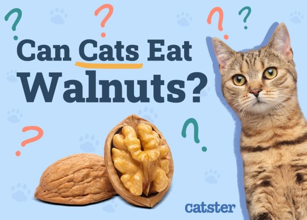 Can Cats Eat Walnuts? Vet Approved Facts & FAQ - Catster