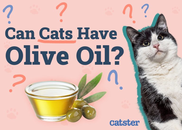 Can Cats Eat Frogs? Vet-Reviewed Safety Facts - Catster