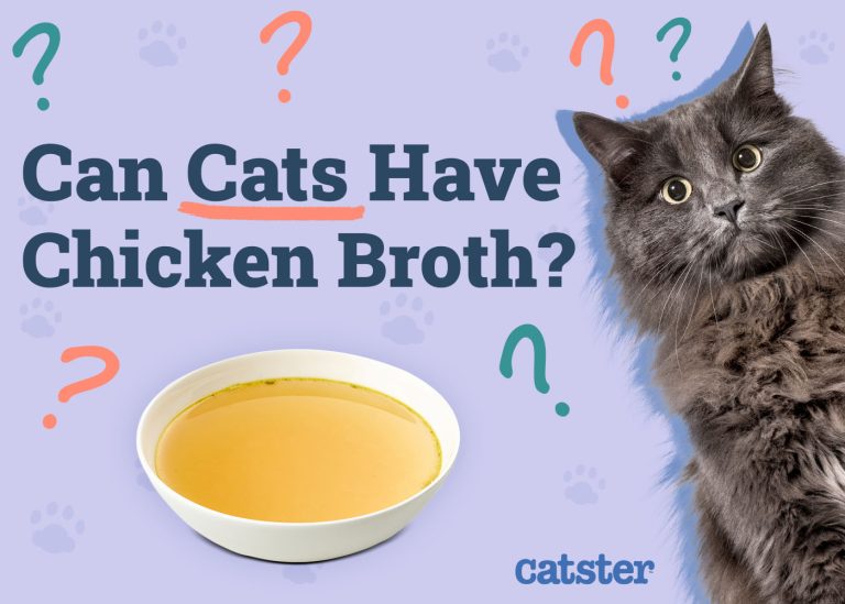 Chicken Allergies in Cats: Our Vet Explains the Signs, Causes ...