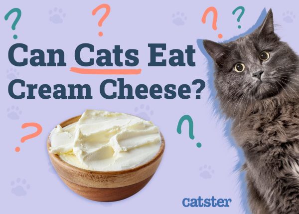 Can Cats Eat Cream Cheese? Vet-Reviewed Nutrition Facts & FAQ - Catster