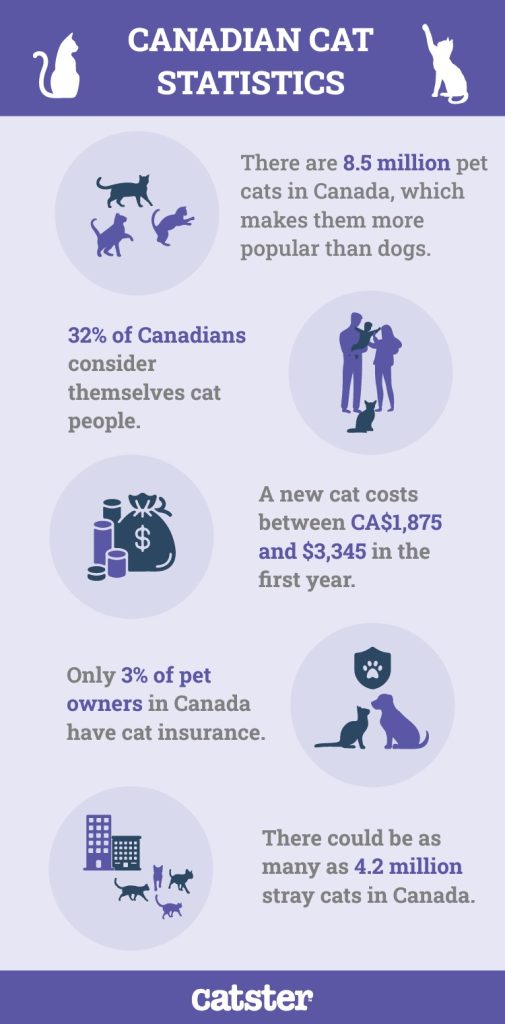 17 Canada Cat Statistics & Facts All Cat Lovers Should Know (2025 ...