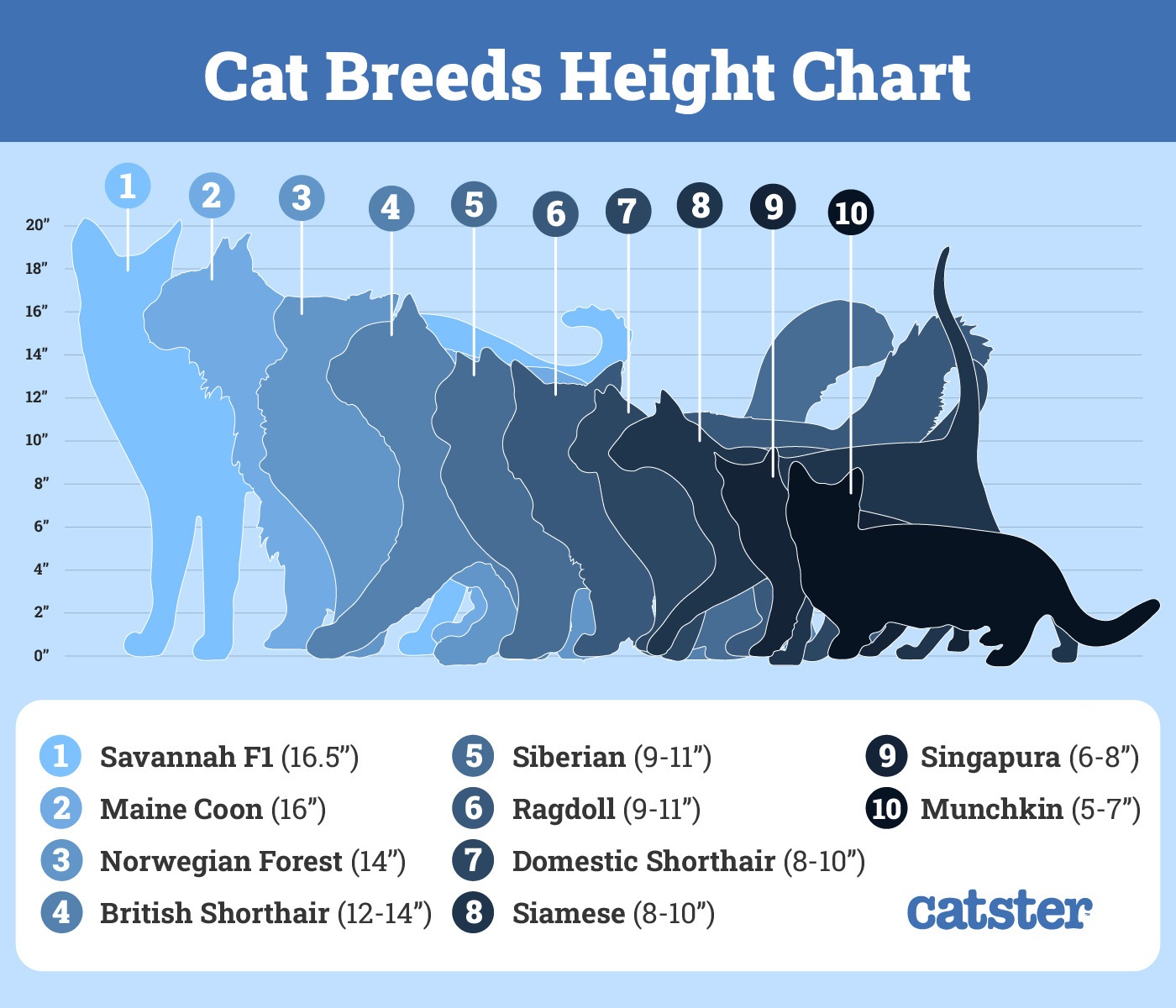 Black Siberian Cat Size