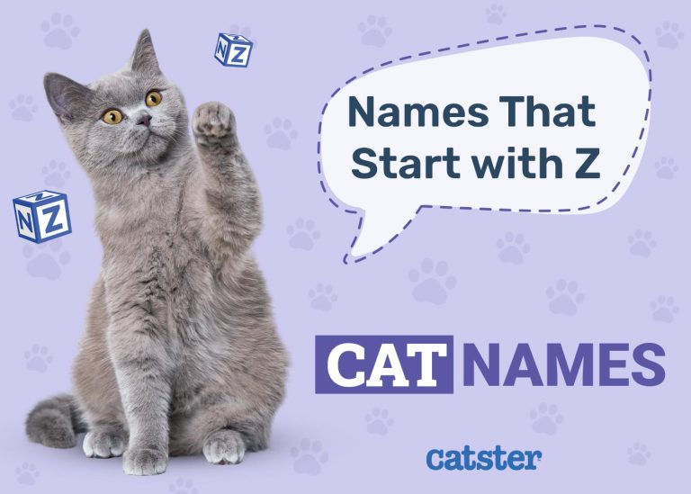 Most Popular Cat Names That Start with Z: Popular Male & Female Ideas ...