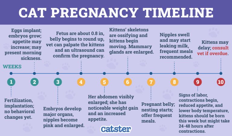 How Do Cats Give Birth? (Vet Approved Pregnancy & Labor Facts) - Catster