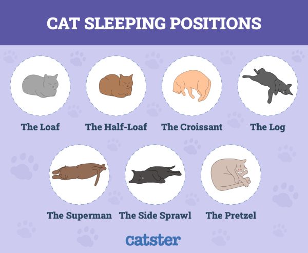 Why Do Cats Sleep in a Ball? 3 Vet-Reviewed Reasons - Catster