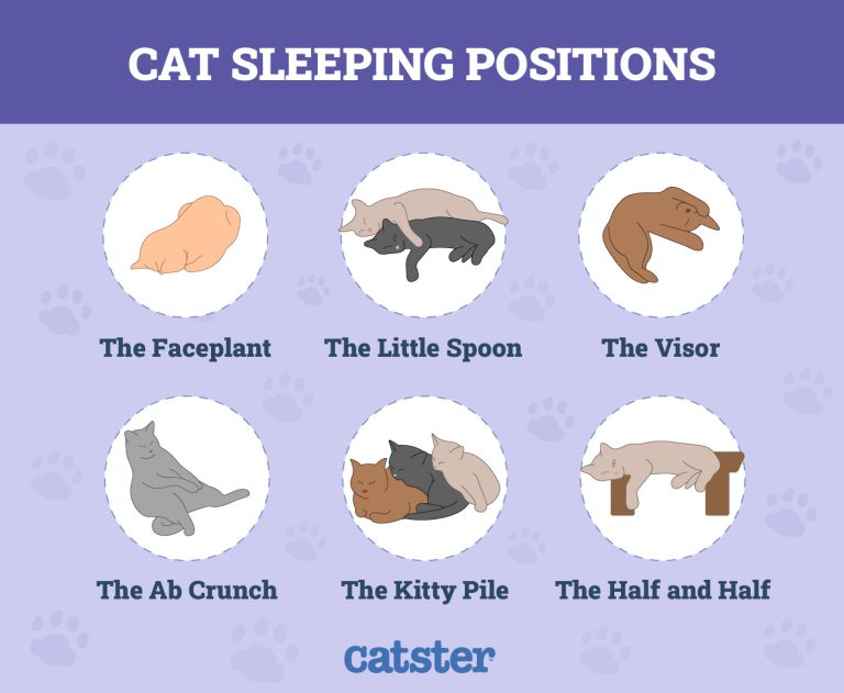 13 Cat Sleeping Positions Explained (With Pictures) - Catster