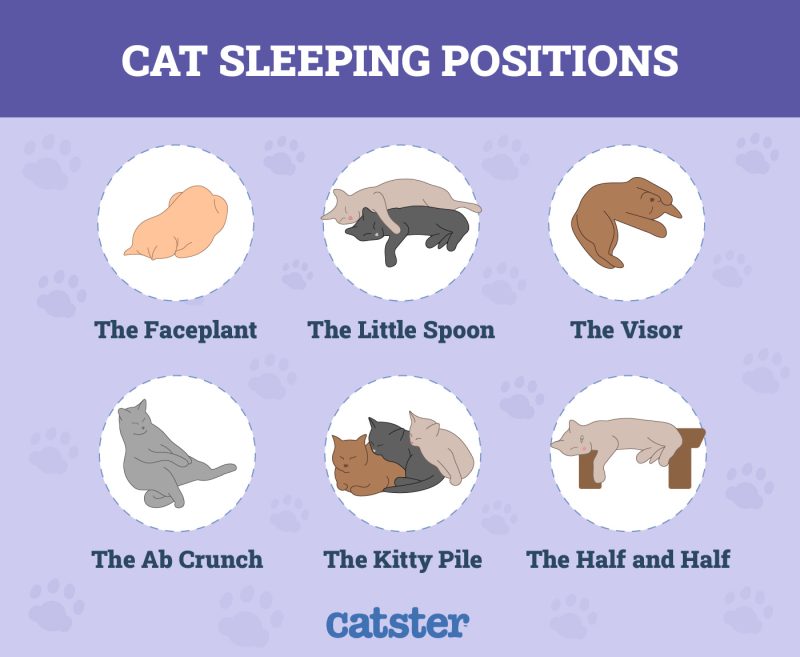 13 Cat Sleeping Positions Explained (With Pictures) - Catster