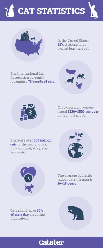 15 Cat Statistics & Facts All Cat Lovers Should Know (Vet-Verified 2025 ...