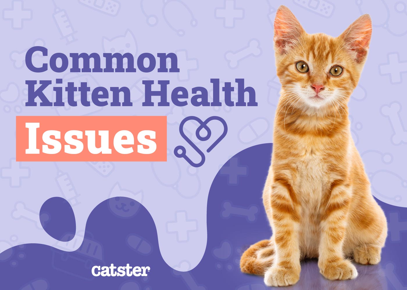 7 Common Kitten Health Issues: Our Vet Answers - Catster