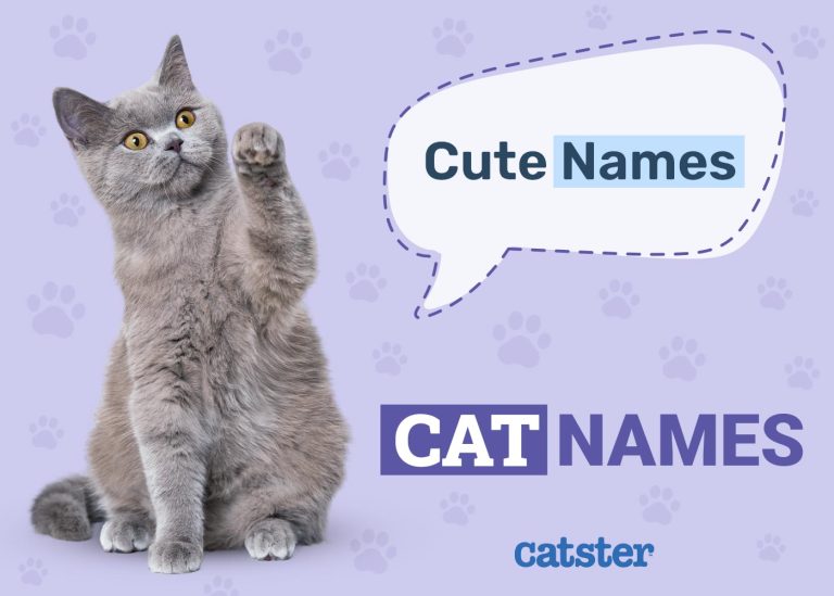 100+ Cute Cat Names: Adorable Ideas for Cats of All Kinds - Catster