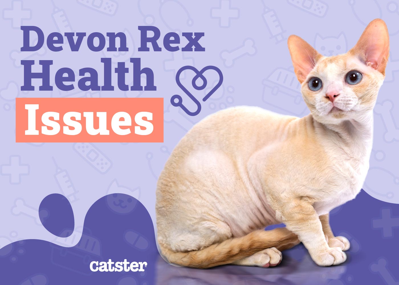 Devon Rex Cat Health Problems: 8 Vet-Reviewed Inherited Issues - Catster