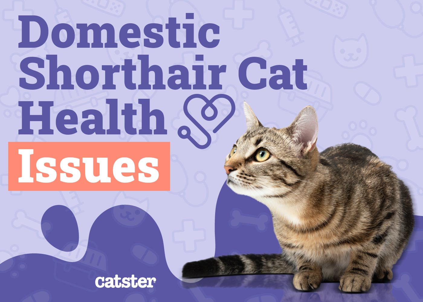 Domestic Shorthair Cat Health Problems: 15 Common Issues - Catster
