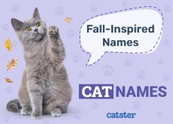 130 Fall-Inspired Cat Names: Ideas for Your Autumn Kitty - Catster