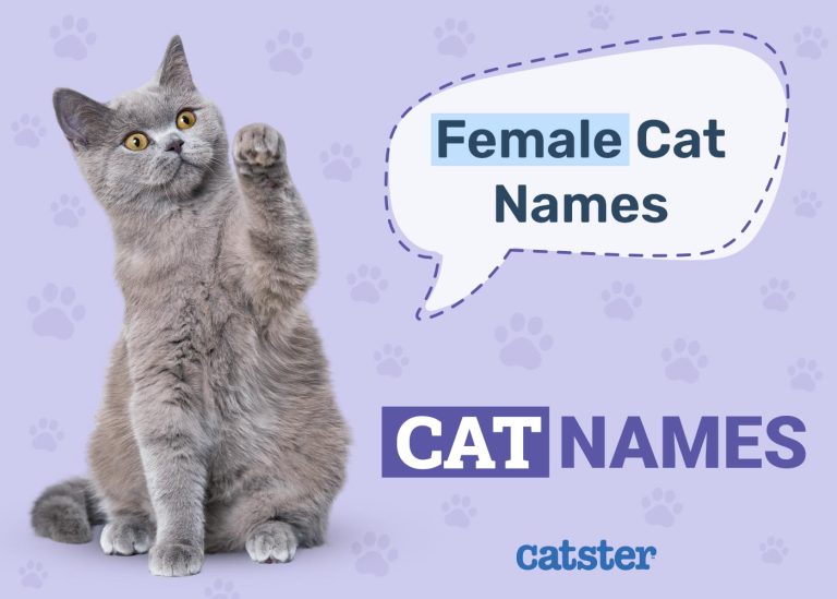 100+ Female Cat Names: The Best Names for Girl Cats - Catster