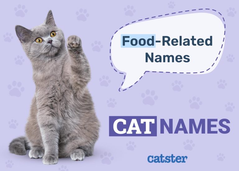 200+ Food Related Cat Names: Ideas for Sweet & Adorable Cats - Catster