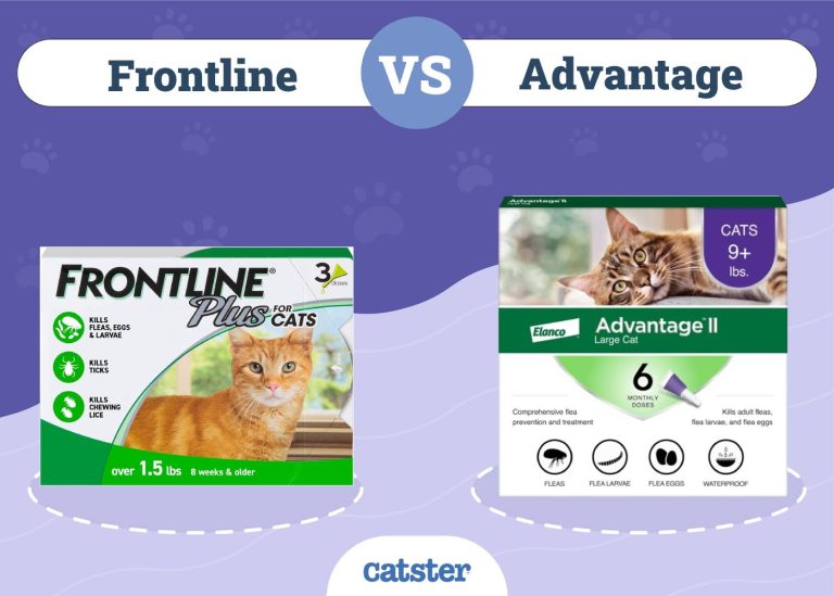 Frontline vs. Advantage for Use in Cats: Our Vet Explains the ...