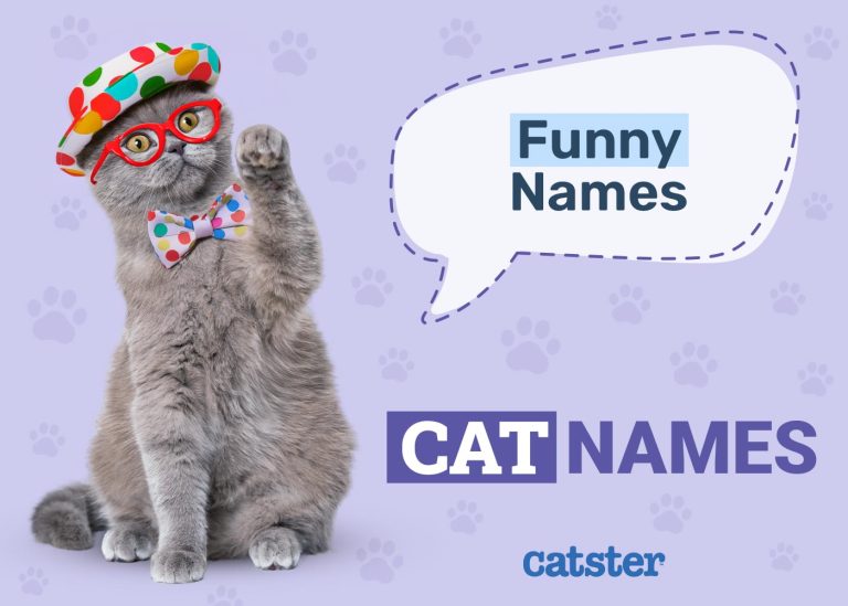 100+ Shy Cat Names: Ideas for Sweet & Timid Cats - Catster