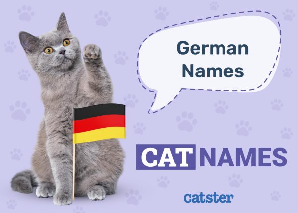 100+ German Cat Names: Ideas for Organized & Intelligent Cats - Catster