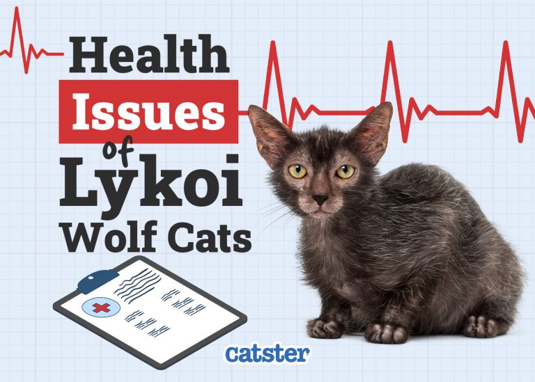 Lykoi (Wolf Cat) Health Problems: Our Vet Explains 5 Common Issues ...