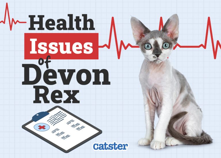 Devon Rex Cat Health Problems: 8 Vet-Reviewed Inherited Issues - Catster