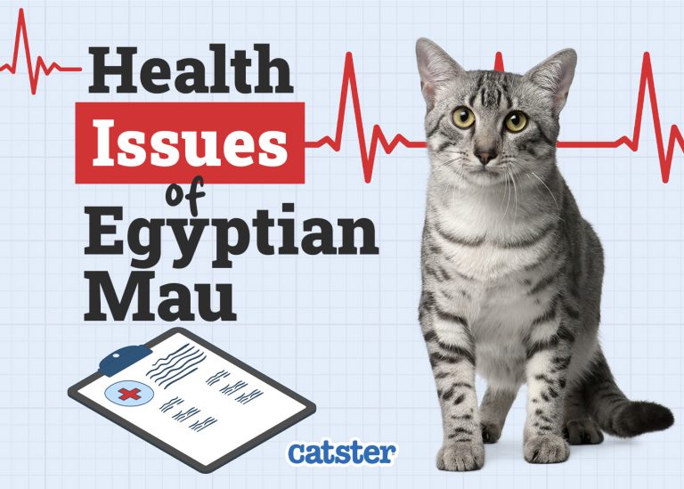 6 Egyptian Cat Breeds: Info, Pictures, Facts & History - Catster