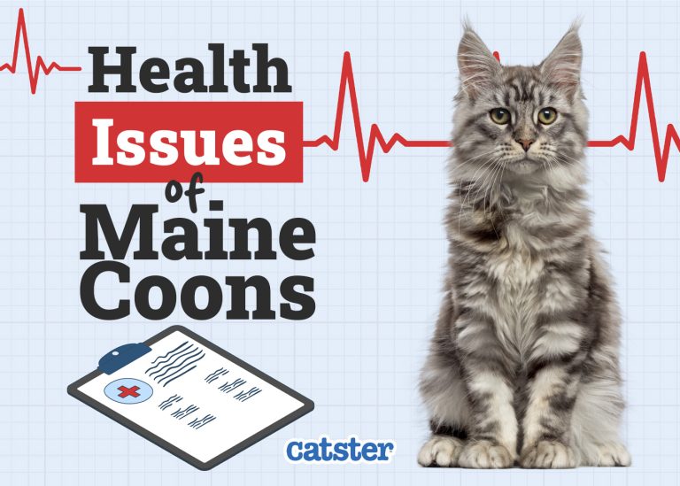 Maine Coon Cat Health Problems: 8 Vet-Reviewed Issues - Catster