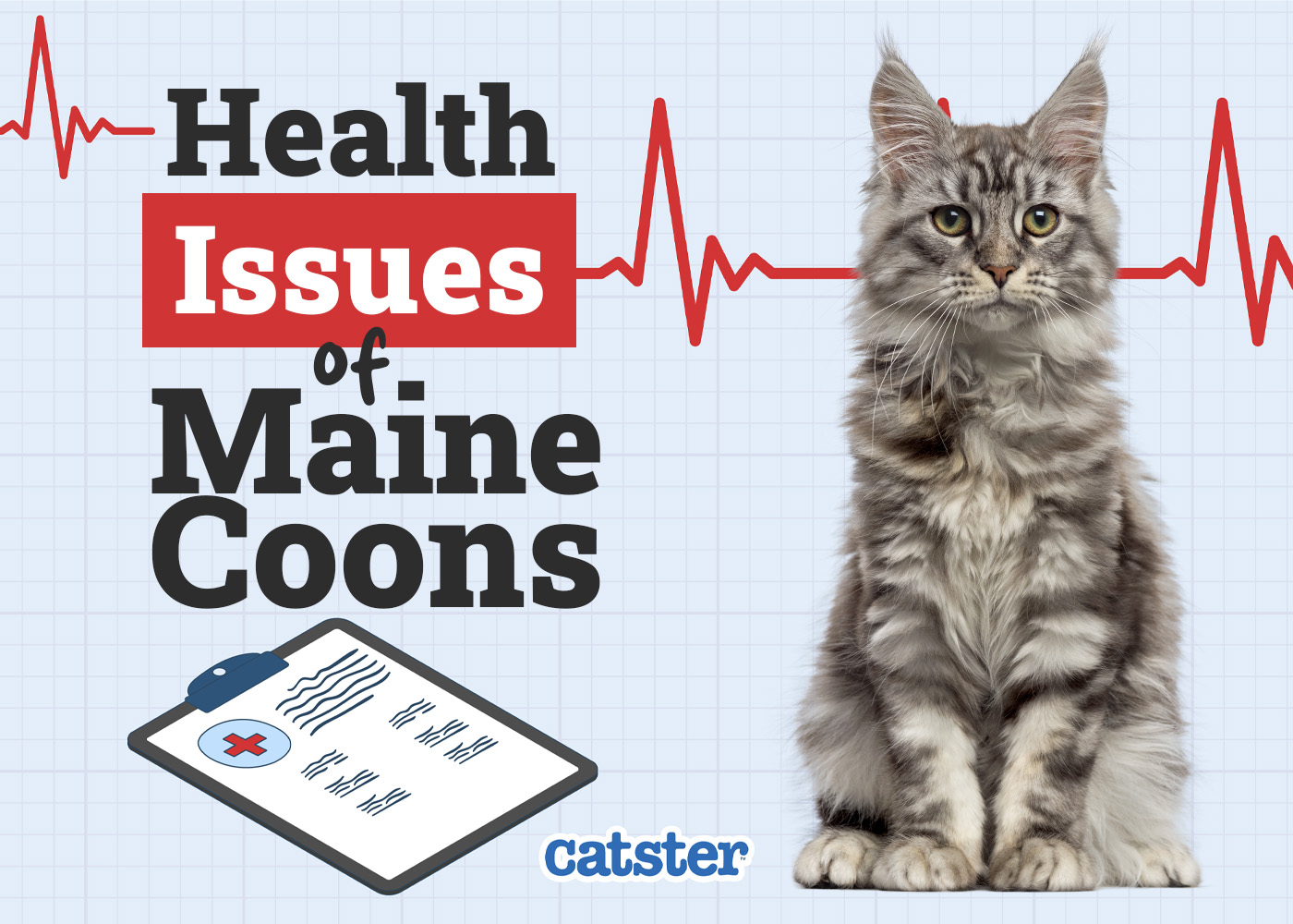 Maine Coon Cat Health Problems 8 Vet Reviewed Issues Catster Maine Coon Cat Health Problems 8 Vet Reviewed Issues Catster