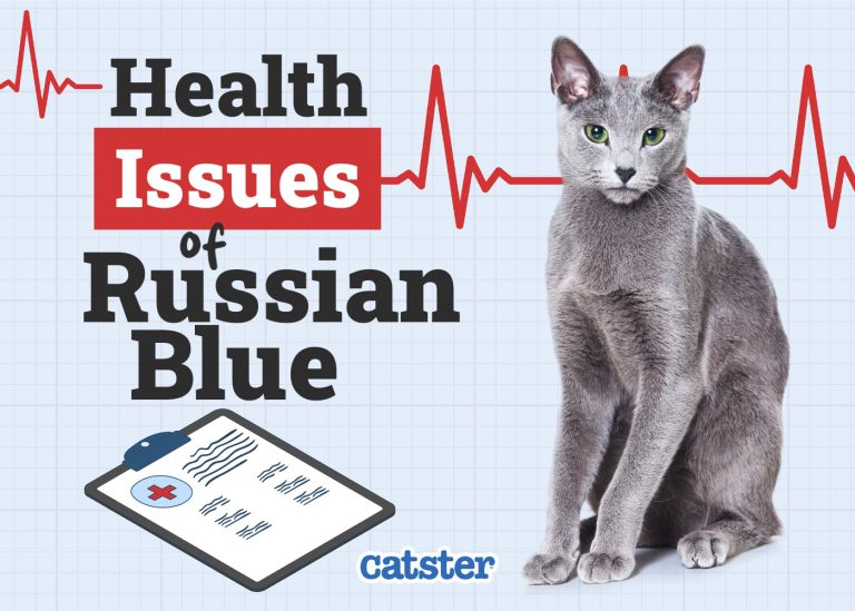 Russian Blue Cat Health Problems: 7 Vet-Reviewed Issues - Catster