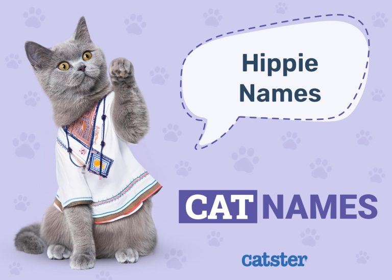 130 Cat Names That Start with N for Your New Kitty - Catster