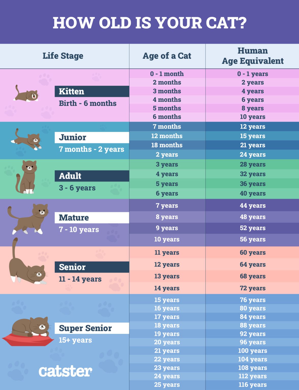 How to Tell Your Cat's Age in Human Years (With Chart) - Catster
