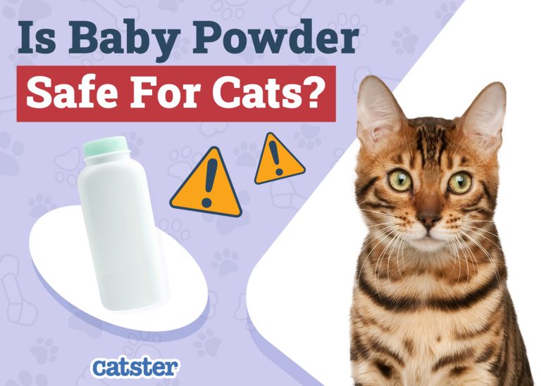 Is Baby Powder Safe for a Cat? What You Need to Know! Vet-Approved ...