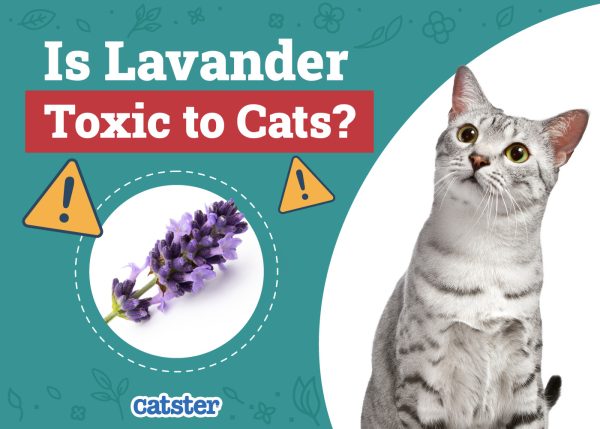 Is Lavender Toxic to Cats? Vet-Reviewed Important Facts & FAQ - Catster