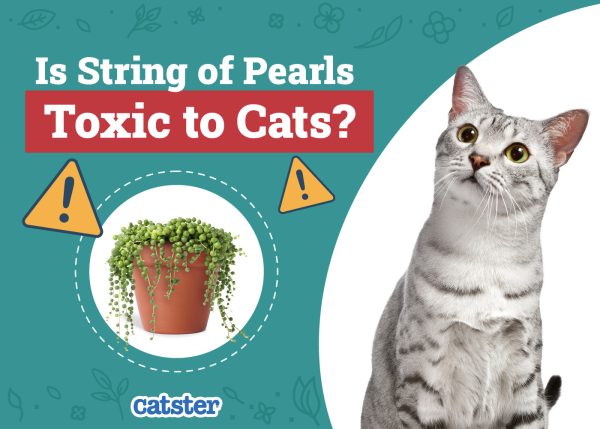 Is String of Pearls Toxic to Cats? Vet-Verified Toxicity & Safety - Catster