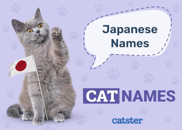 300+ Japanese Cat Names: Great Ideas for Your Exotic Cat - Catster