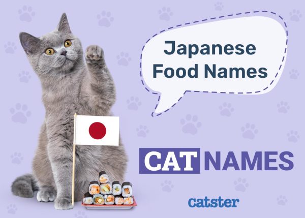 Japanese Food Names For Cats: 187 Great Ideas for Your Pet - Catster