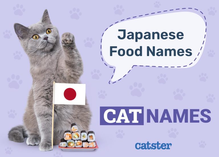 Japanese Food Names For Cats: 187 Great Ideas for Your Pet - Catster