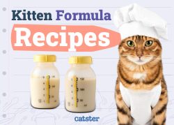 4 Easy Recipes for Homemade Kitten Formula: Our Vet Answers & Provides ...