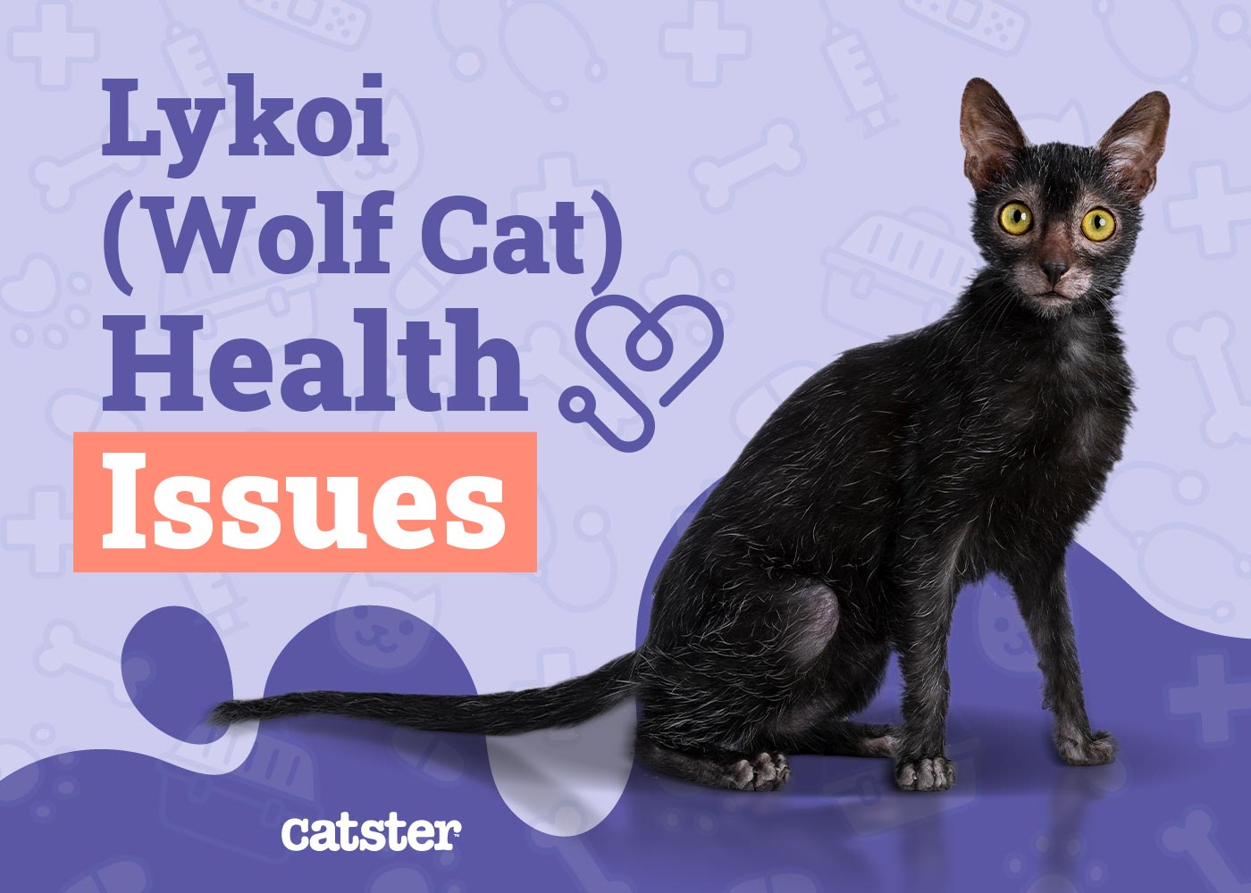 Lykoi (Wolf Cat) Health Problems: Our Vet Explains 5 Common Issues ...