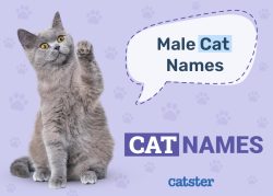 300+ Male Cat Names: The Ultimate List of Masculine, Adorable & Tough ...