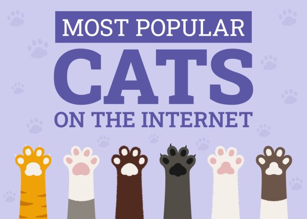 The 34 Most Popular Cats on the Internet in 2026 - Catster