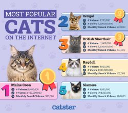 The 34 Most Popular Cats on the Internet in 2026 - Catster