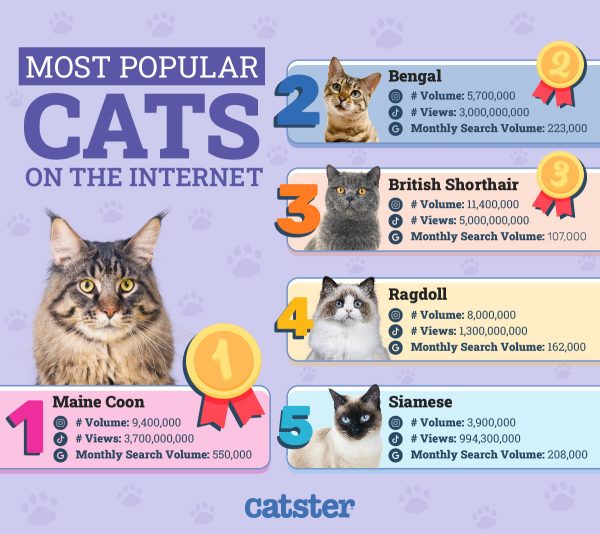 The 34 Most Popular Cats on the Internet in 2025 - Catster
