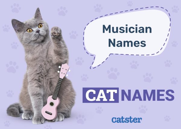 600 Musical Cat Names: Groovy Ideas for Your Kitty - Catster