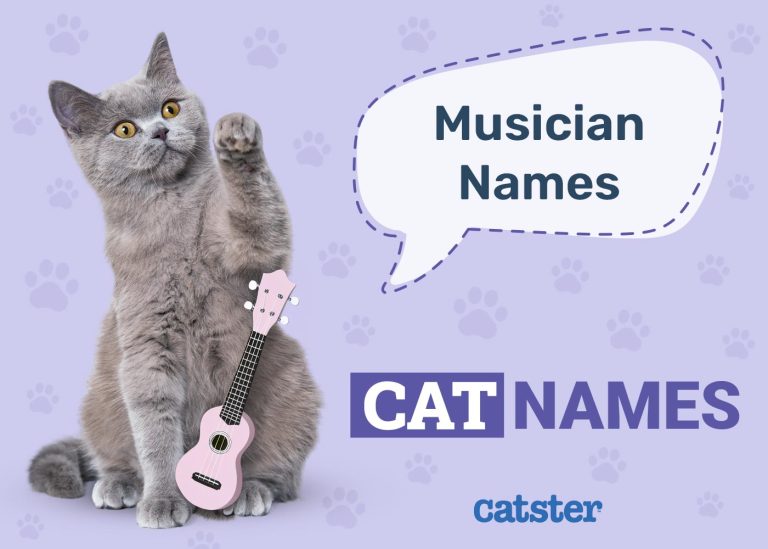 600 Musical Cat Names: Groovy Ideas for Your Kitty - Catster